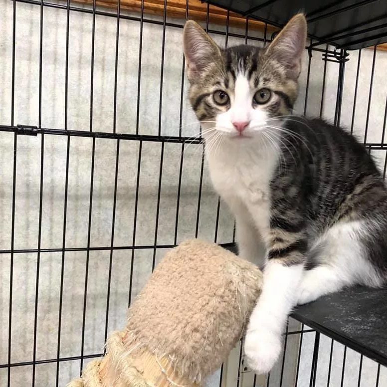 Spay & Neuter for Dogs and Cats in Upper Arlington, OH - North Kenny ...